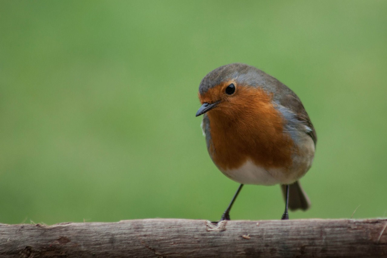 Petirrojo europeo-Casa rural El Correntíu, Ribadesella