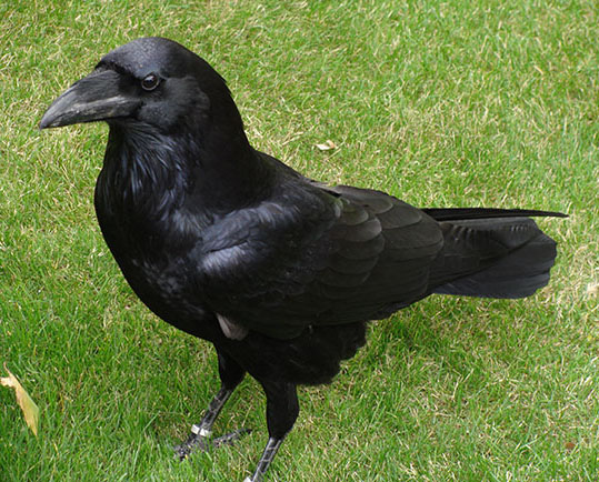 Corneja común-Apartamentos rurales El Correntíu, Ribadesella